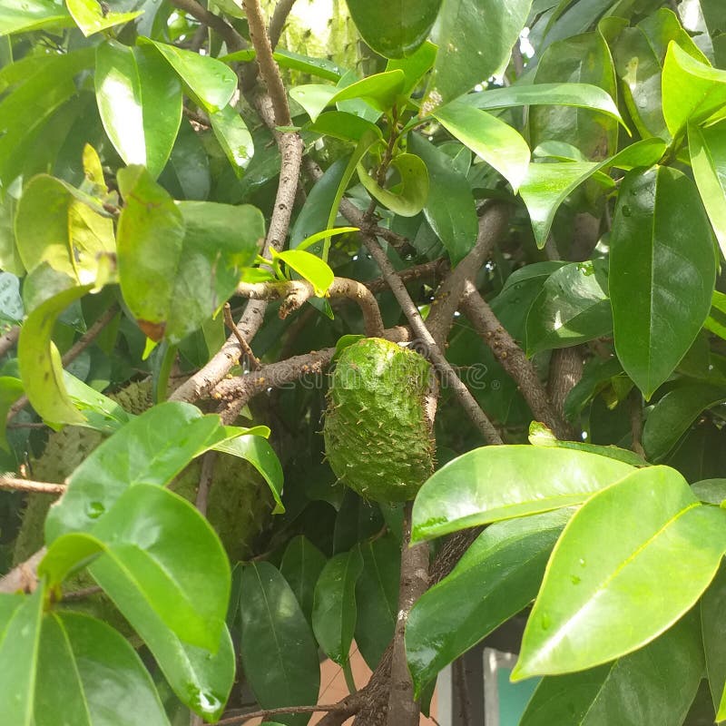 Soursop on the tree stock photo. Image of green, plant - 260015738