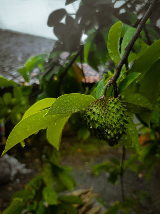 Soursop Fruit after Being Washed Down by the Rain Looks Fresh Stock ...