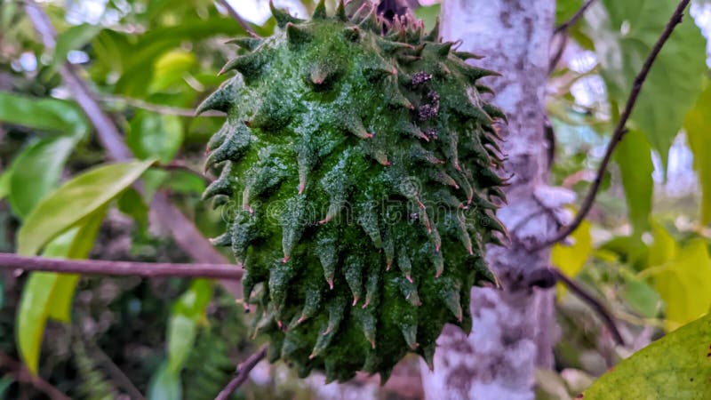 Soursop fruit on branch stock image. Image of nature - 288256979