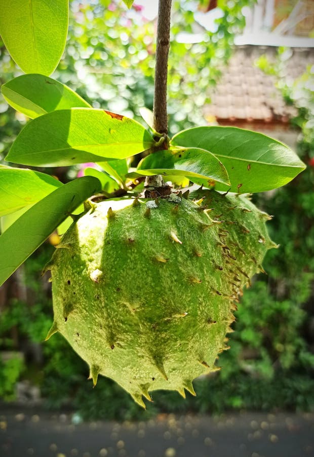 Soursop fruit half ripe stock photo. Image of ripe, garden - 181235300