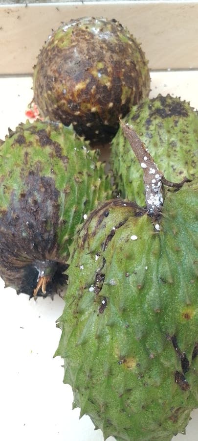 Soursop Fruit and Its Pests Stock Photo - Image of soil, food: 324000352