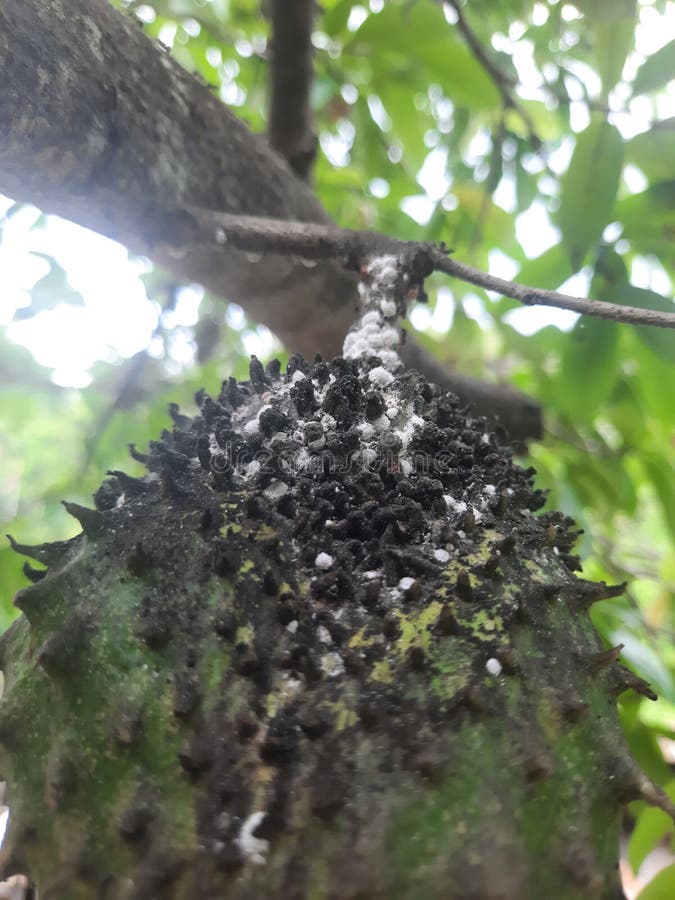 Soursop Fruit Pests Stock Photos - Free & Royalty-Free Stock Photos ...