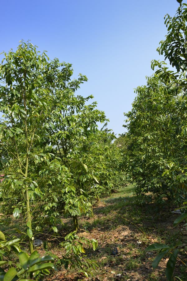 2,326 Soursop Fruit Stock Photos - Free & Royalty-Free Stock Photos ...