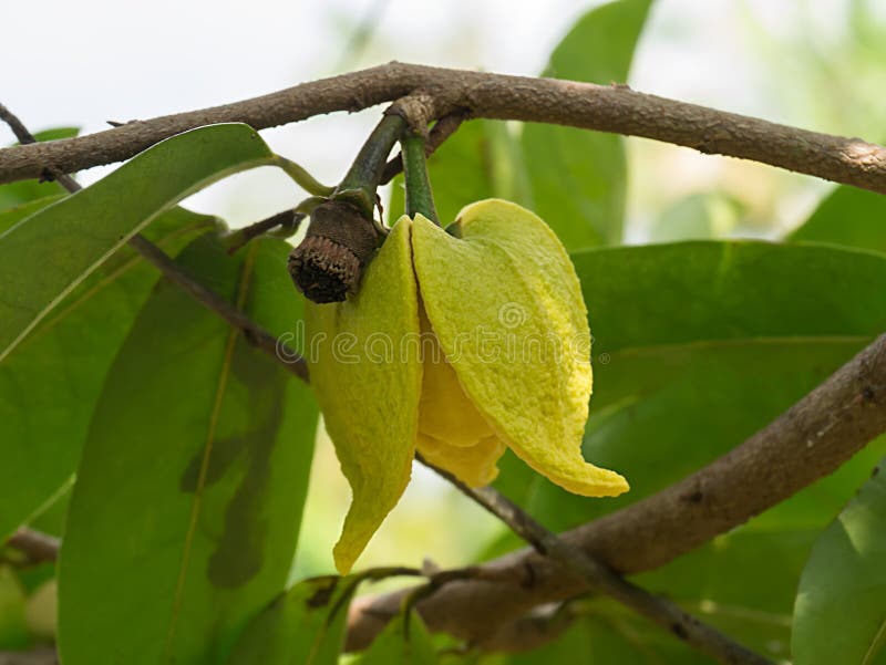 Soursop flower on tree stock image. Image of citrus - 282573615