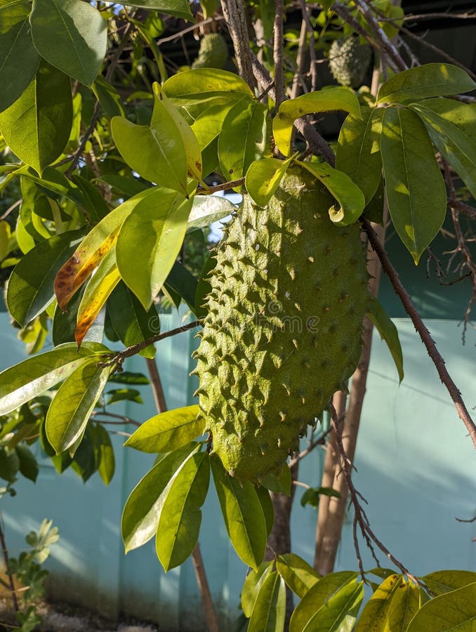Soursop Fruit on the Trees with Green Leaf Stock Photo - Image of ...