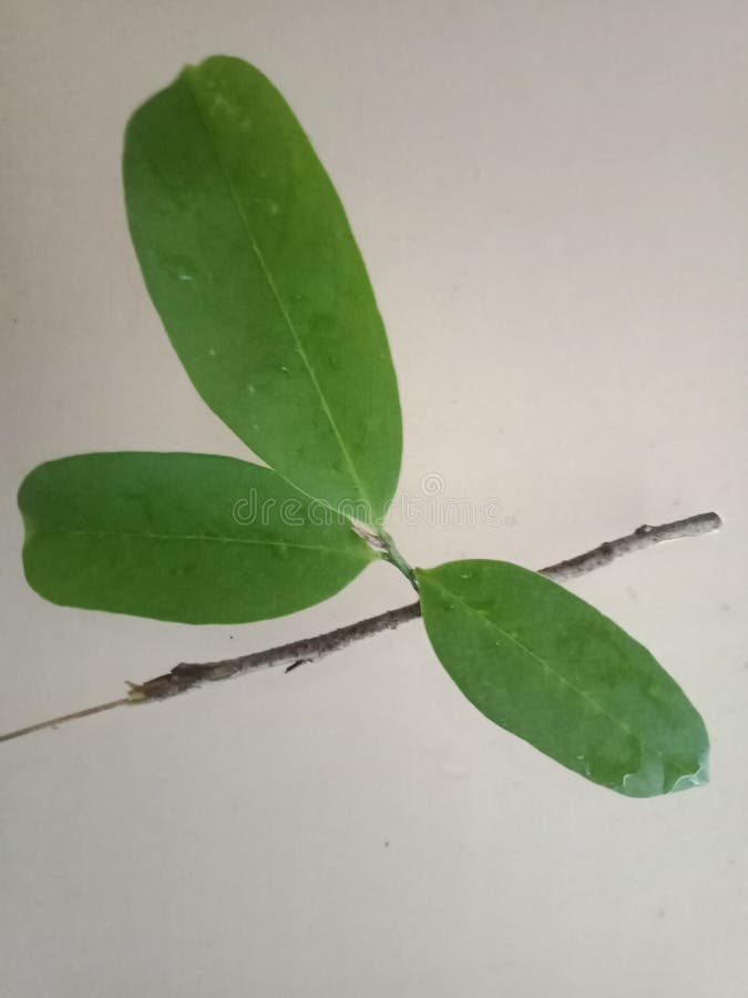 Soursop leaf stock photo. Image of indonesian, type - 291823072