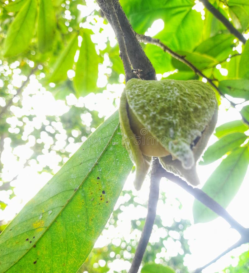 A Soursop Ovule Hangging on the Tree Stock Image - Image of ovule ...