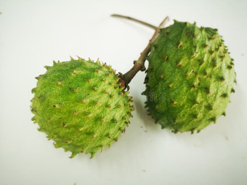 Soursop, Prickly Custard Apple ANNONACEAE Thai Fruit Stock Image ...
