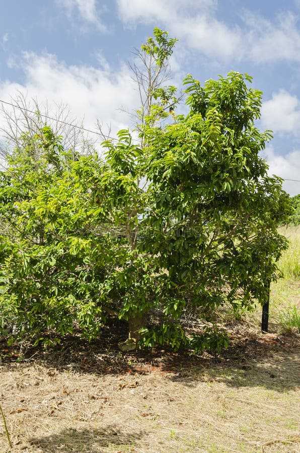 Soursop in the tree stock photo. Image of evergreen - 197942386