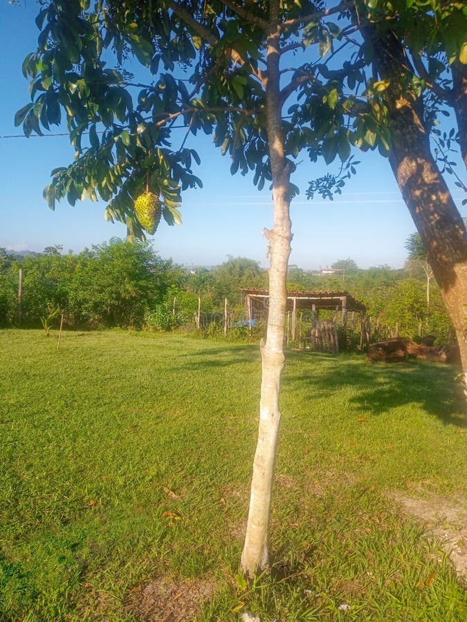 Young Soursop Tree with a Fruit in a Green Tropical Garden Stock Image ...
