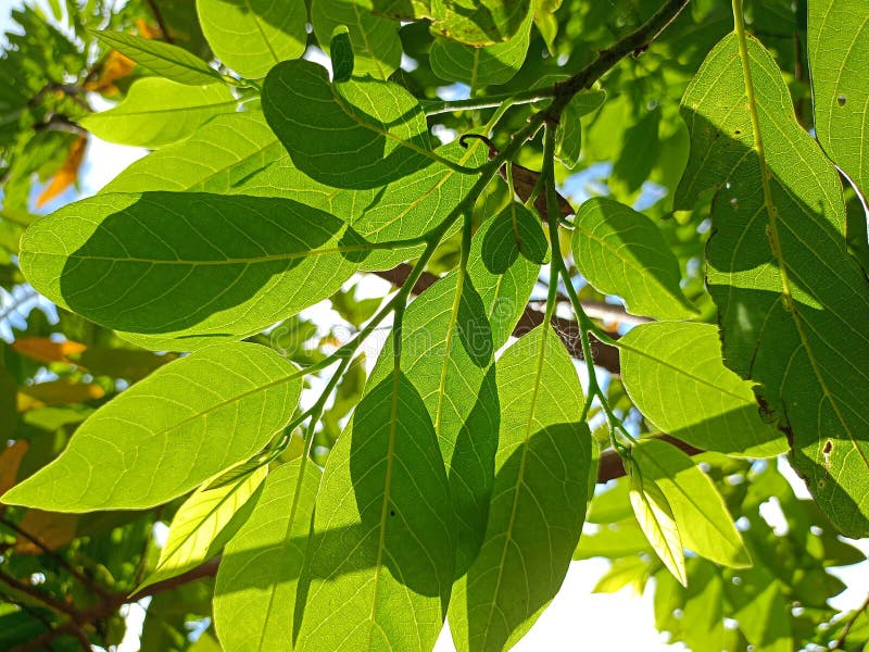 The soursop tree leaves stock photo. Image of green - 378830670