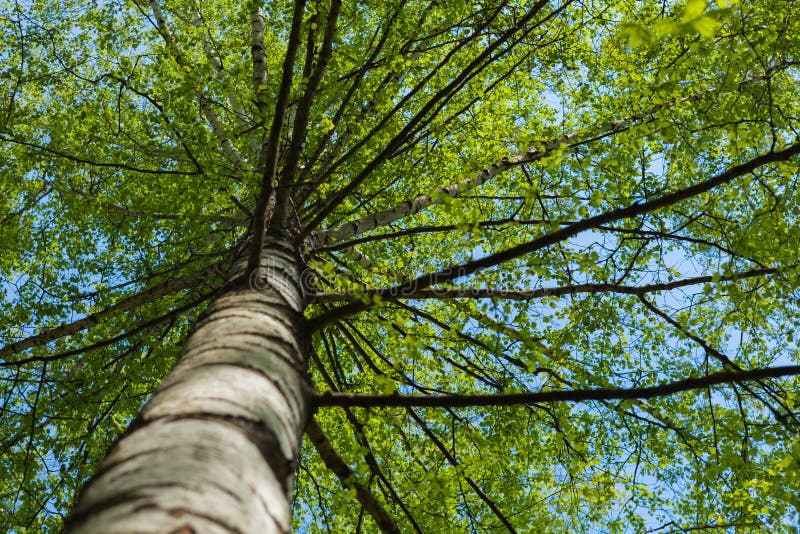 Sous le bouleau image stock. Image du clairière, centrale - 40293933