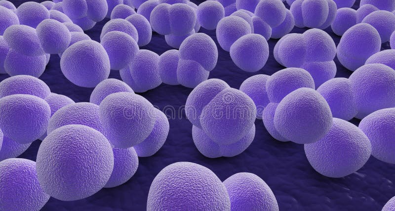 Sous Le Microscope, Staphylocoque Illustration Stock - Illustration du ...