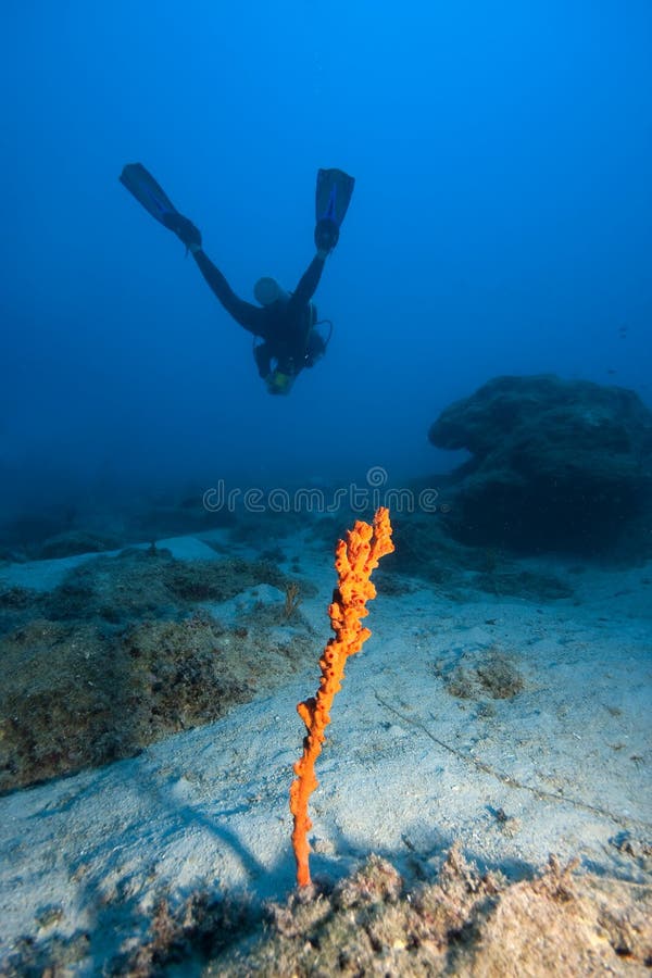 Sous-marin : Plongeur Autonome En Eau Profonde Image stock - Image du ...