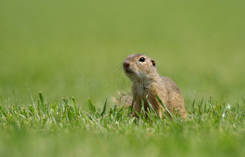 Souslik stock photo. Image of squirell, citellus, summer - 748994