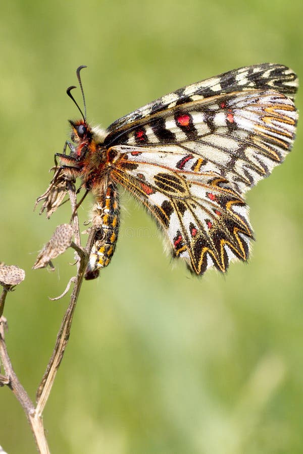 Soutern Festoon Butterfly Resting - Seen Ventraly Stock Photo - Image ...