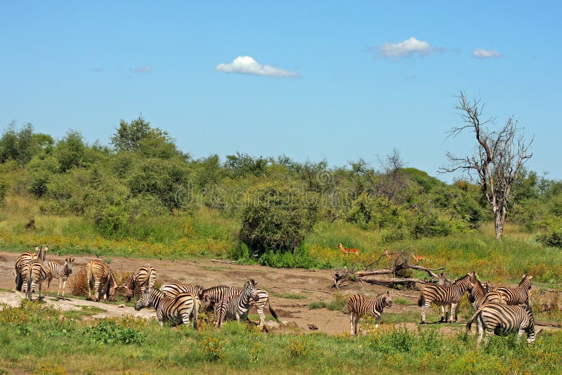 South Africa Bushveld stock image. Image of landscape - 9860539