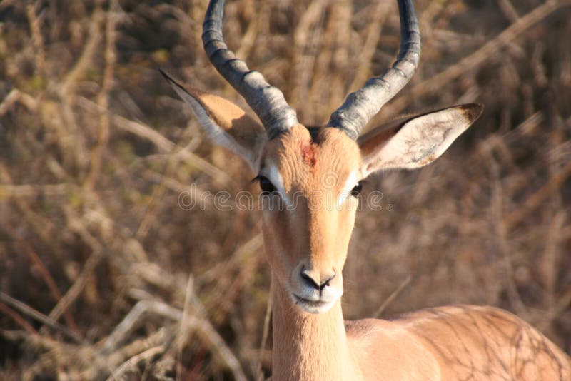 South Africa deer stock image. Image of vacation, wild - 68491765