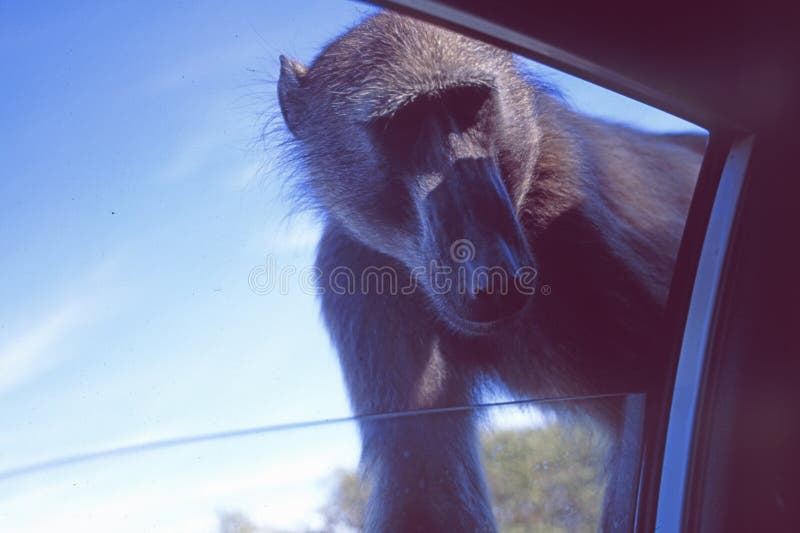 163 Monkey Looking Window Stock Photos - Free & Royalty-Free Stock ...
