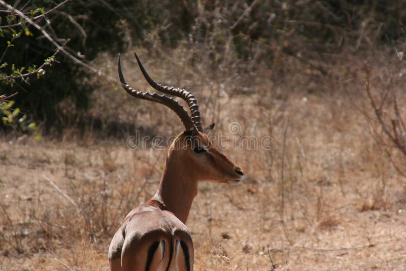 South Africa wildlife deer stock photo. Image of animals - 68492614