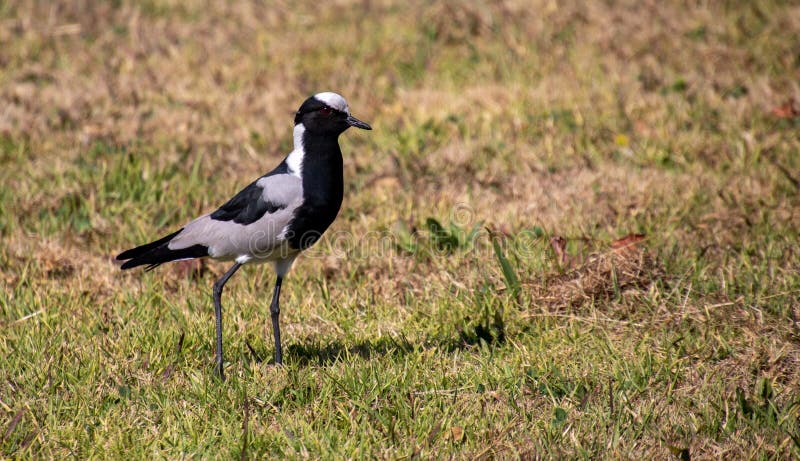 South African Birds - Blacksmith Lapwing Stock Image - Image of african ...
