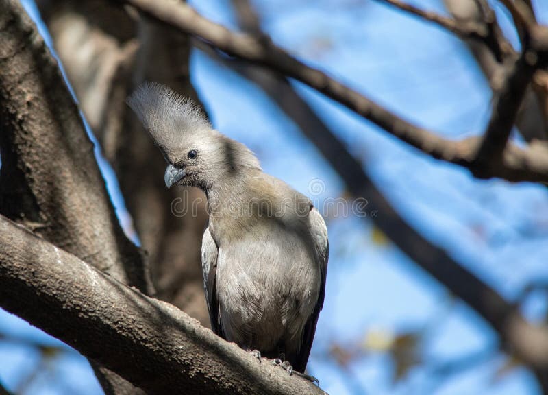 South African Birds - Grey Go-away Bird Stock Image - Image of ...