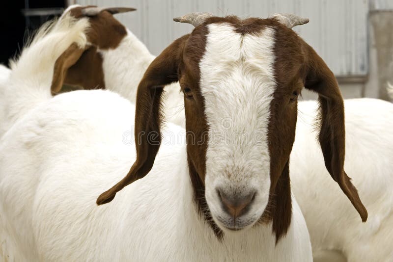 African Bore Goat Stock Photos - Free & Royalty-Free Stock Photos from ...