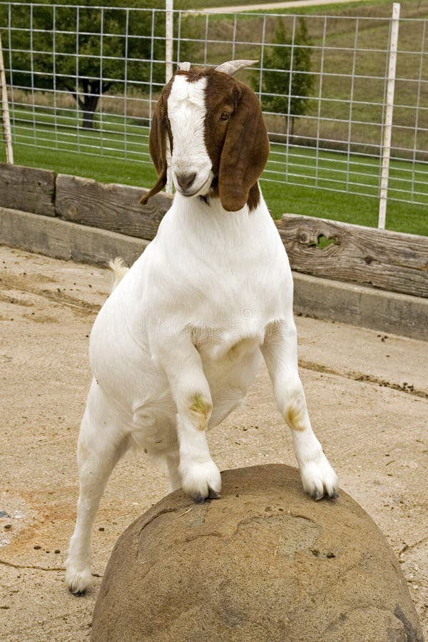 South African Bore Goat stock photo. Image of white, girl - 3759766