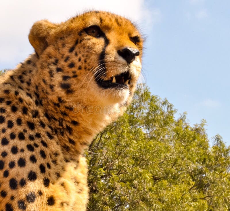South African cheetah stock photo. Image of south, cheetah - 54692224