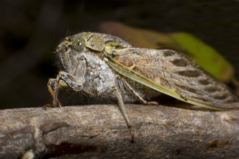 South African cicada stock image. Image of bush, africa - 10564031