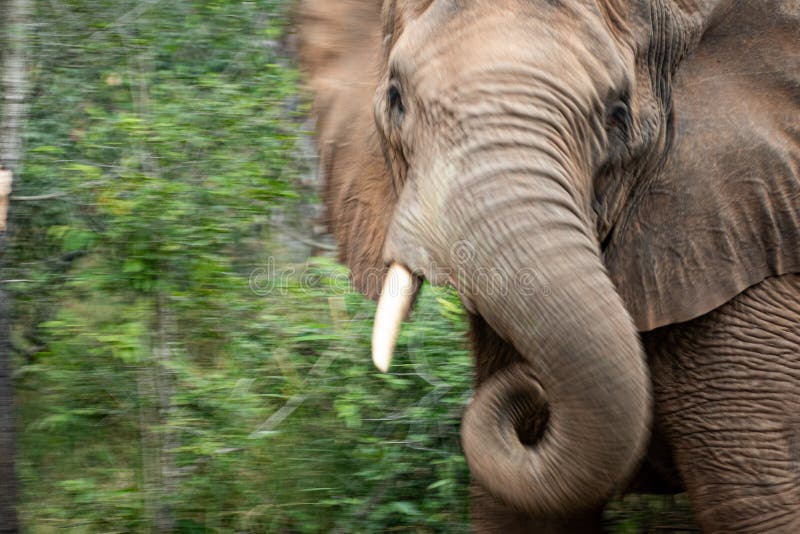 South Africa Late 1960's Stock Photos - Free & Royalty-Free Stock ...