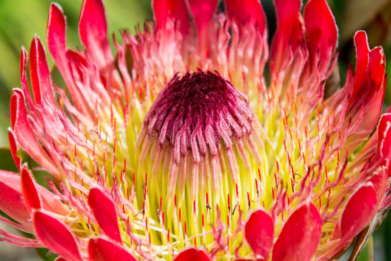 South African Flora Close To Hermanus Stock Photo - Image of floral ...