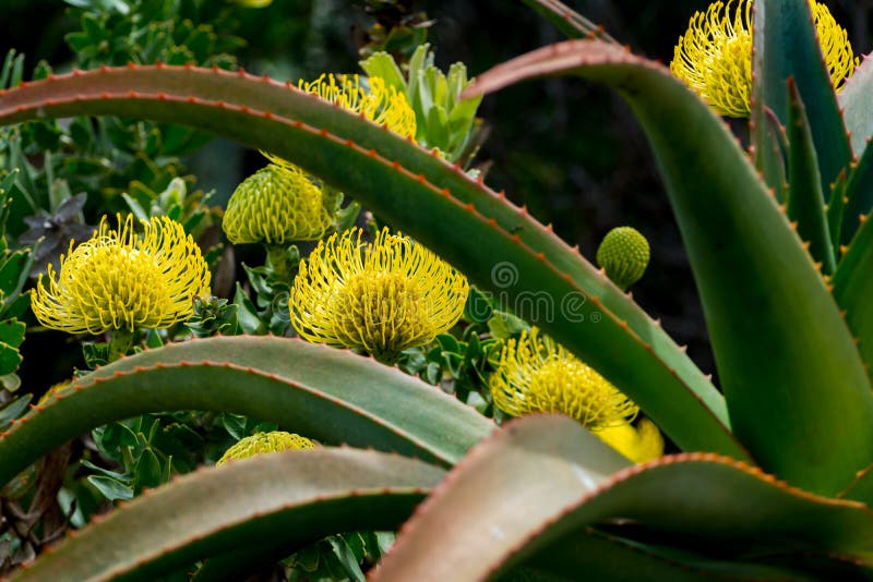 South African Flora Close To Hermanus Stock Image - Image of african ...