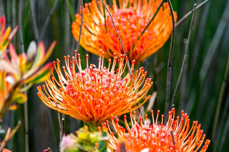 South African Flora Close To Hermanus Stock Image - Image of pink ...