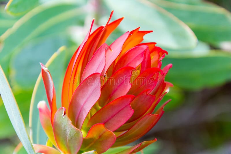 South African Flora Close To Hermanus Stock Photo - Image of cynaroides ...