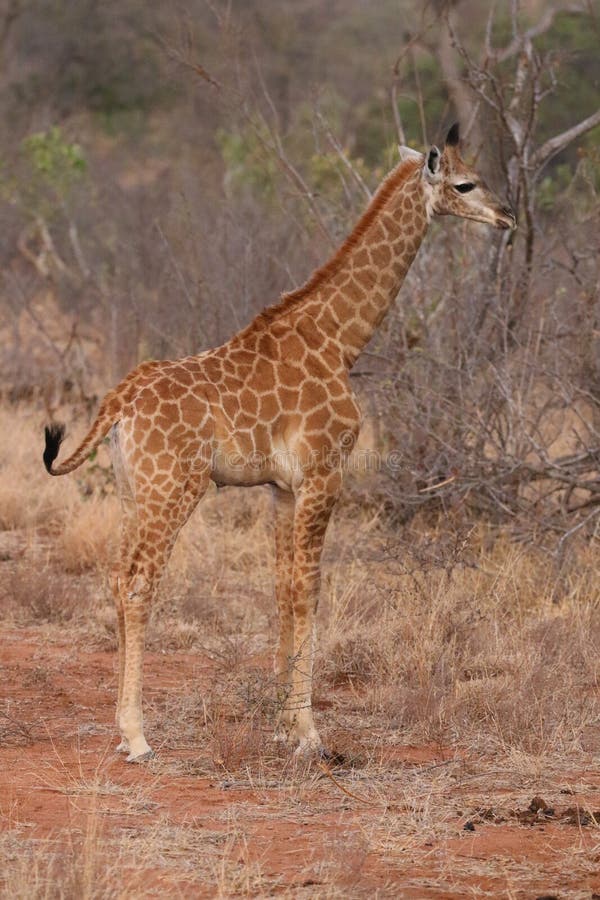 The South African Giraffe Cub in Kruger National Park Stock Photo ...