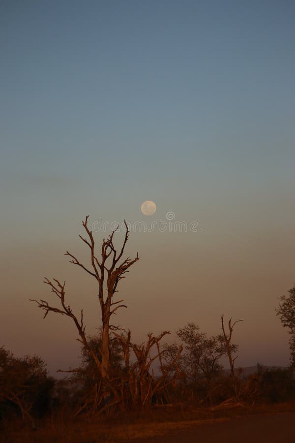 South african golden hour stock image. Image of hour - 392264203