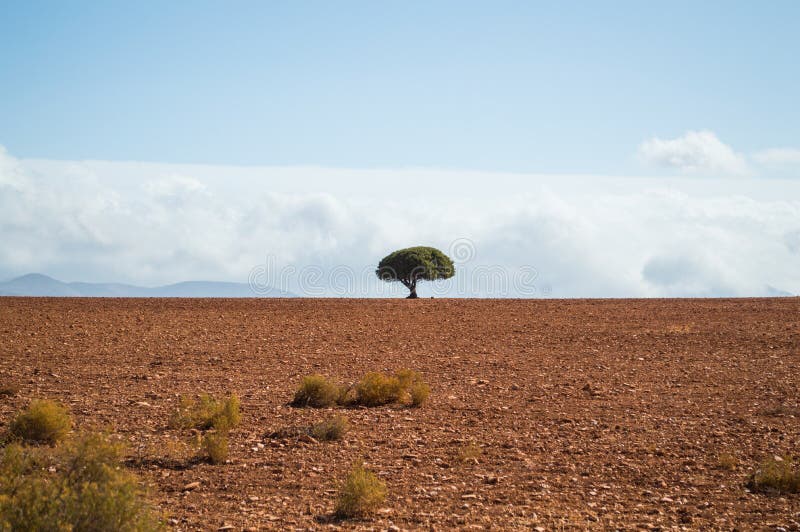South African Landscape with One Lonely Tree, Bushes and Plains Stock ...