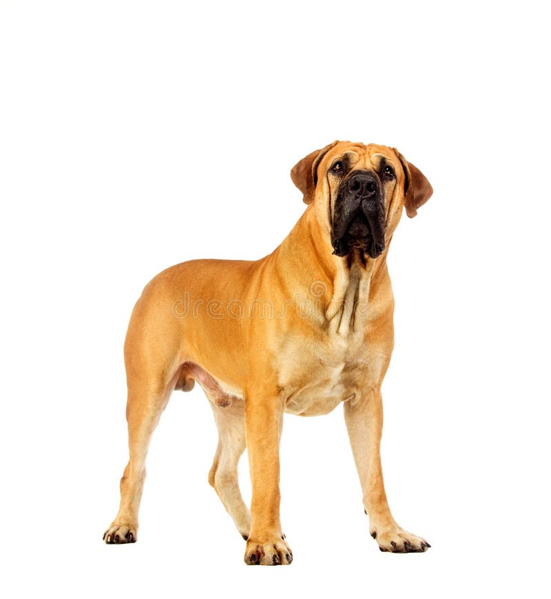 South African Bullmastiff