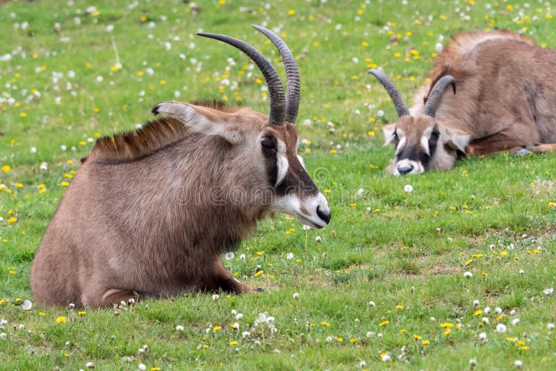 Roan Antelope (Hippotragus Equinus). Detail Portrait Of Antelope, Head ...