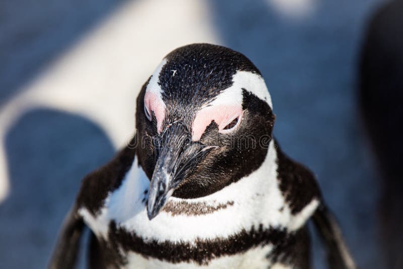 Penguin Chilling Stock Photos - Free & Royalty-Free Stock Photos from ...