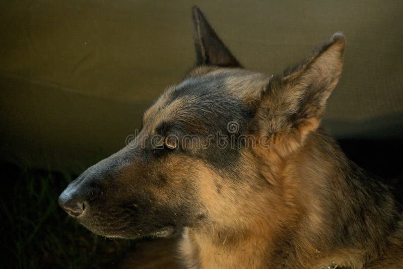 SAPS K9 German Shepherd editorial photo. Image of shepherd - 194996706