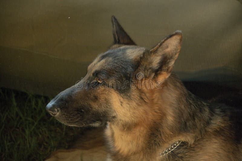 SAPS K9 German Shepherd editorial stock image. Image of jozi - 194996739