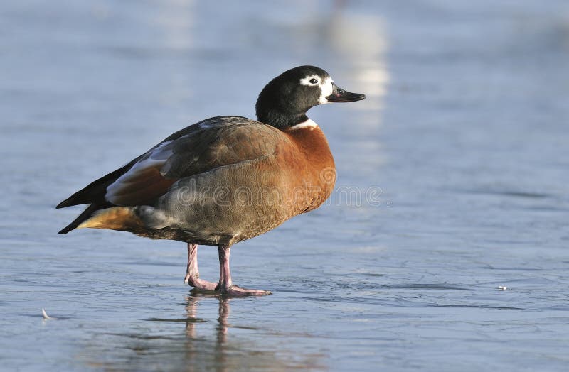 South African Shelduck stock photo. Image of african - 13142970