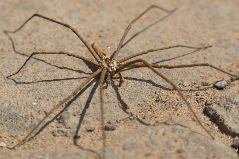 African Spider Hibiscus - Hibiscus Schizopetalus Stock Photo - Image of ...