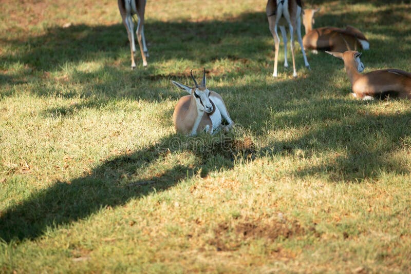 South African Springbok at Zoo Stock Image - Image of city, feed: 254813871