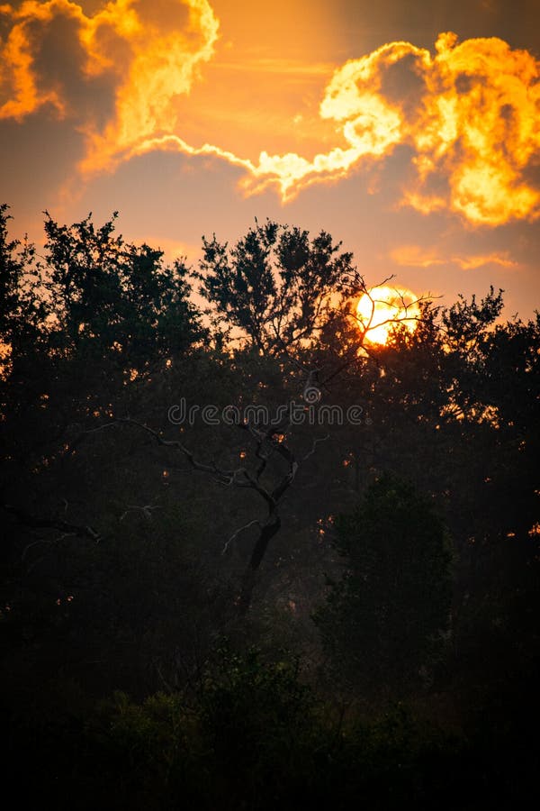 South African Sunset with Dark Trees and Orange Sky Stock Image - Image ...