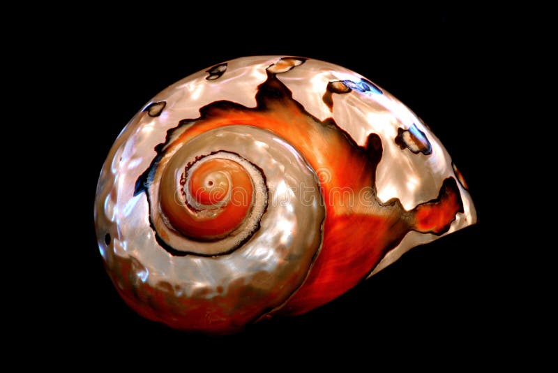 South African Turban Seashell Stock Photo - Image of mollusks, seashell ...