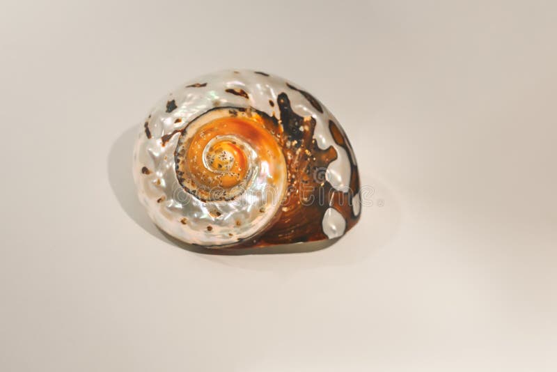 South African turban shell stock image. Image of mollusk - 347562573