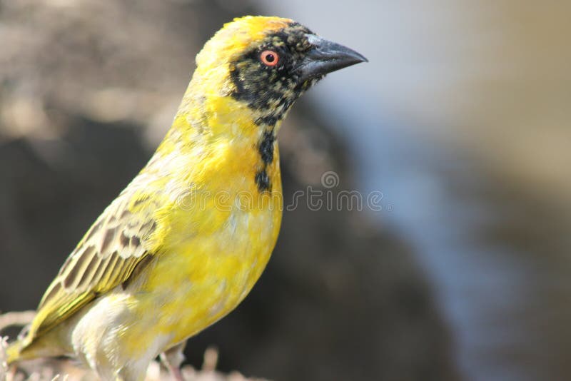 South African Weaver Picture. Image: 5696925